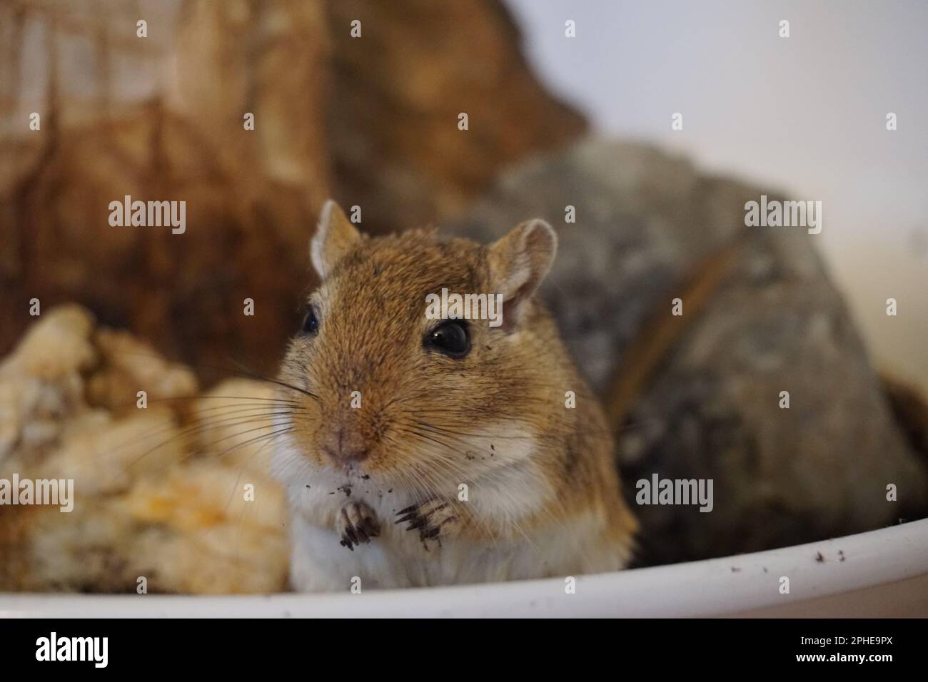 Pet gerbil mouse hi-res stock photography and images - Alamy