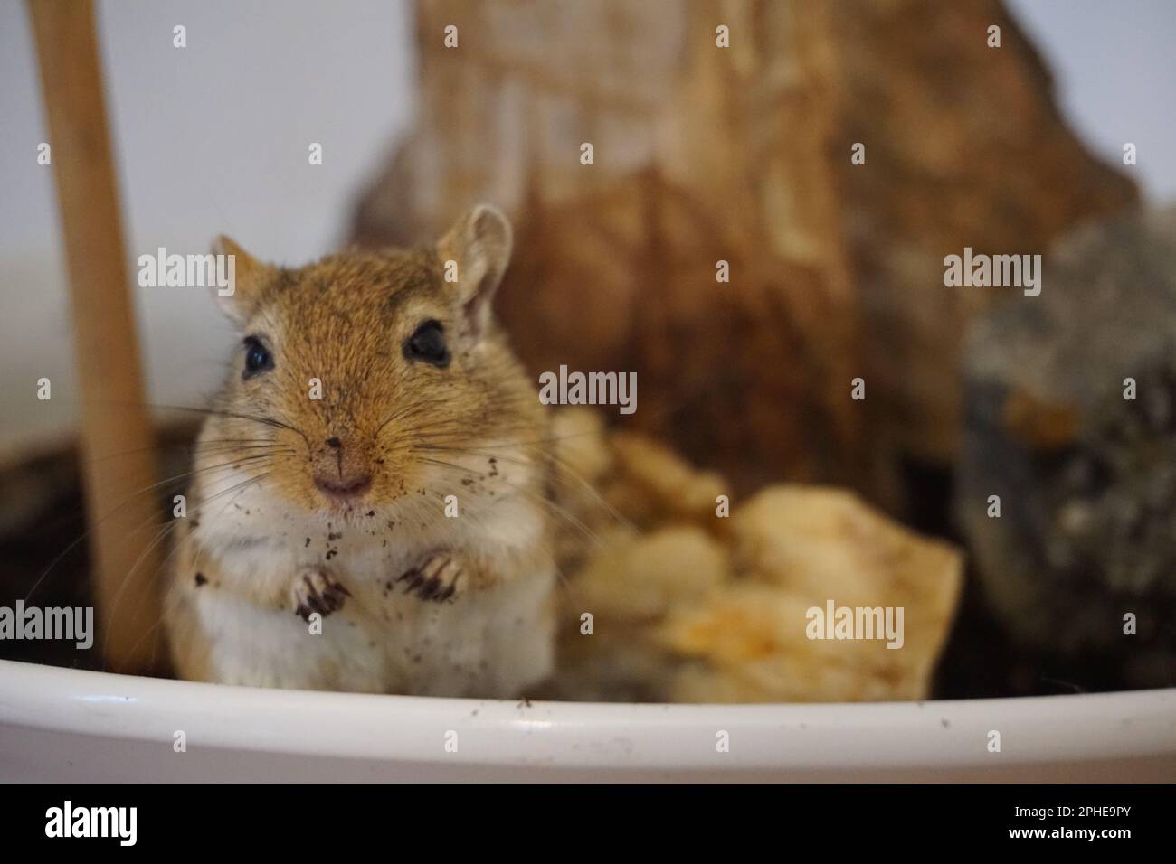 Pet gerbil mouse hi-res stock photography and images - Alamy