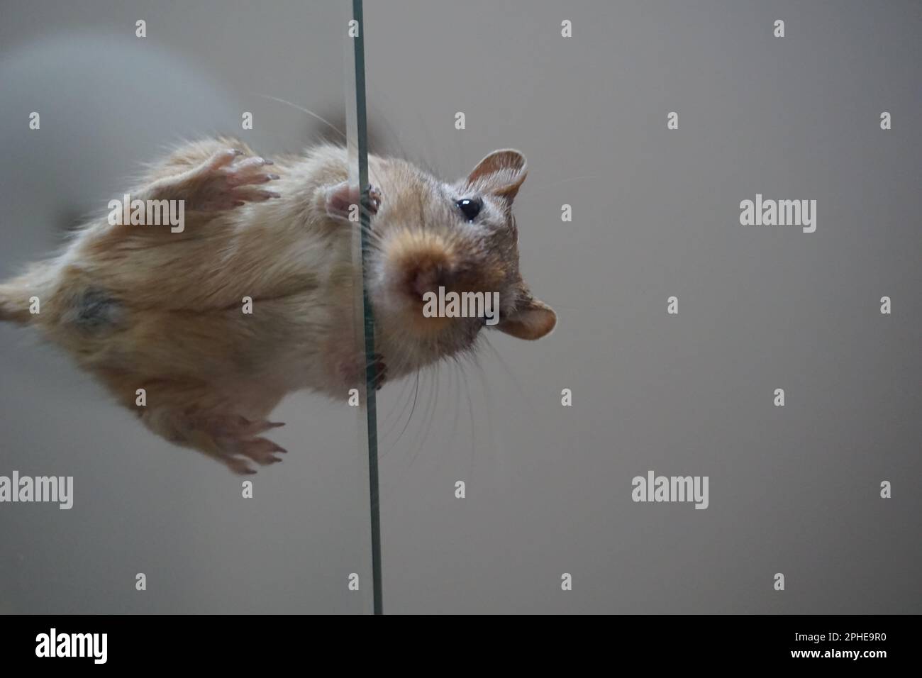 Pet gerbil mouse hi-res stock photography and images - Alamy