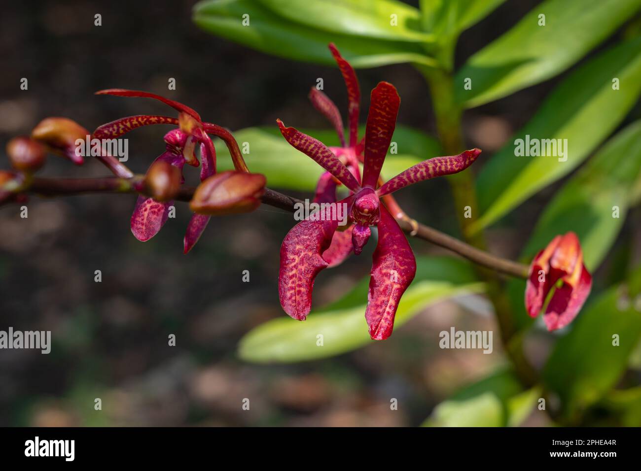 Closeup view of dark red flower of epiphytic tropical orchid species ...
