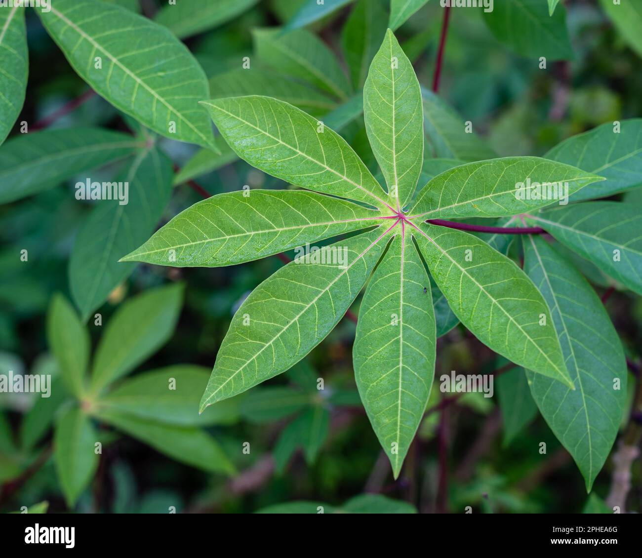 Closeup view of fresh manihot esculenta leaf, better known as cassava ...