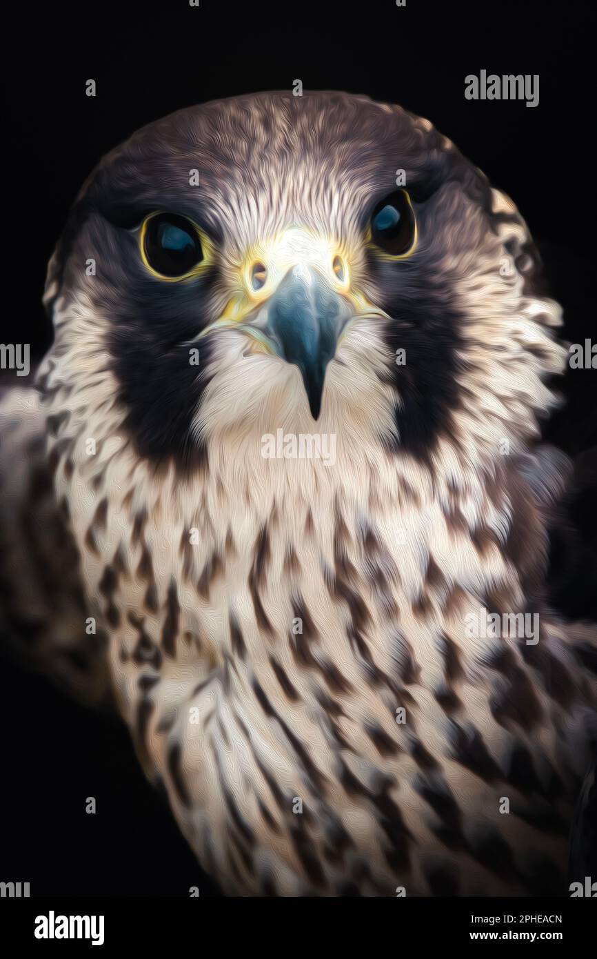 Peregrine falcon looking at camera hi-res stock photography and images ...