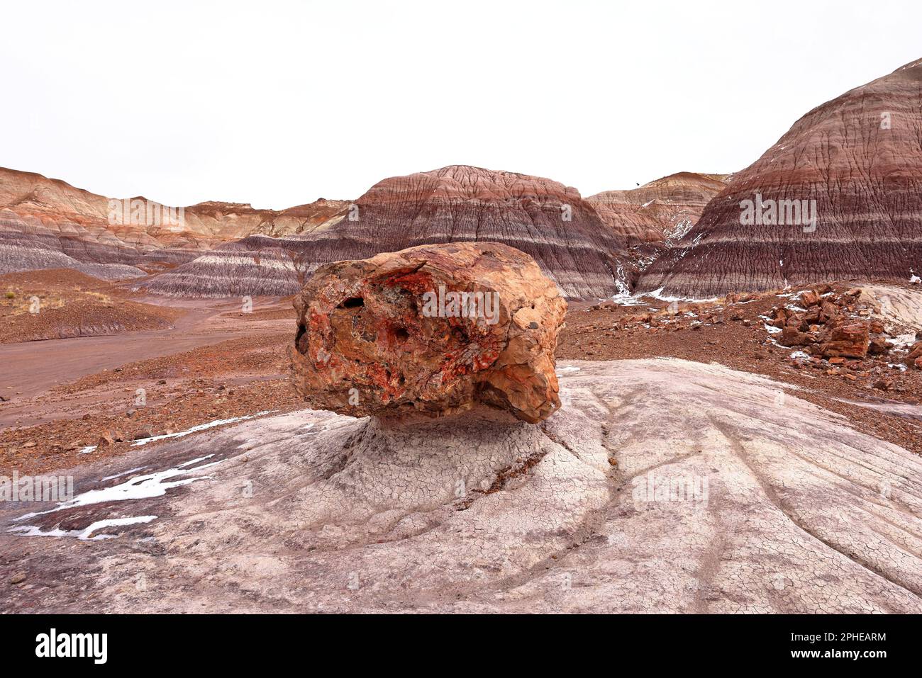 Petrified forest desert grass petrified wood hi-res stock photography ...