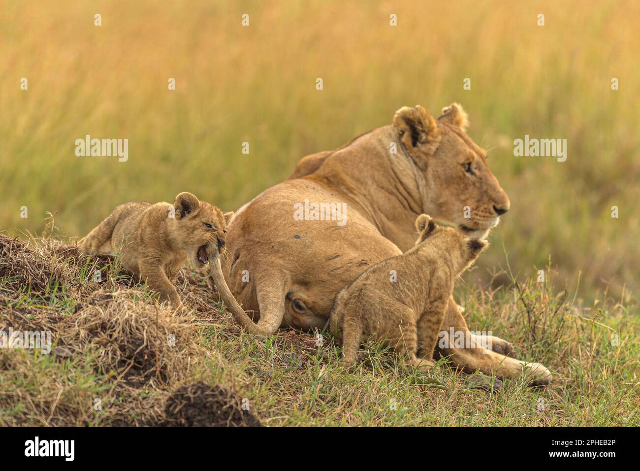 ADORABLE images of the most curious lion cub you are likely to meet ...