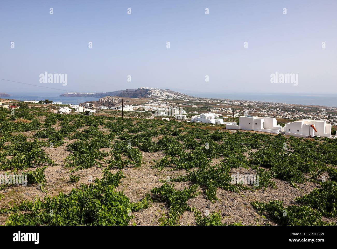 Assyrtiko - indigenous wine grape in wineyard on Santorini Island ...