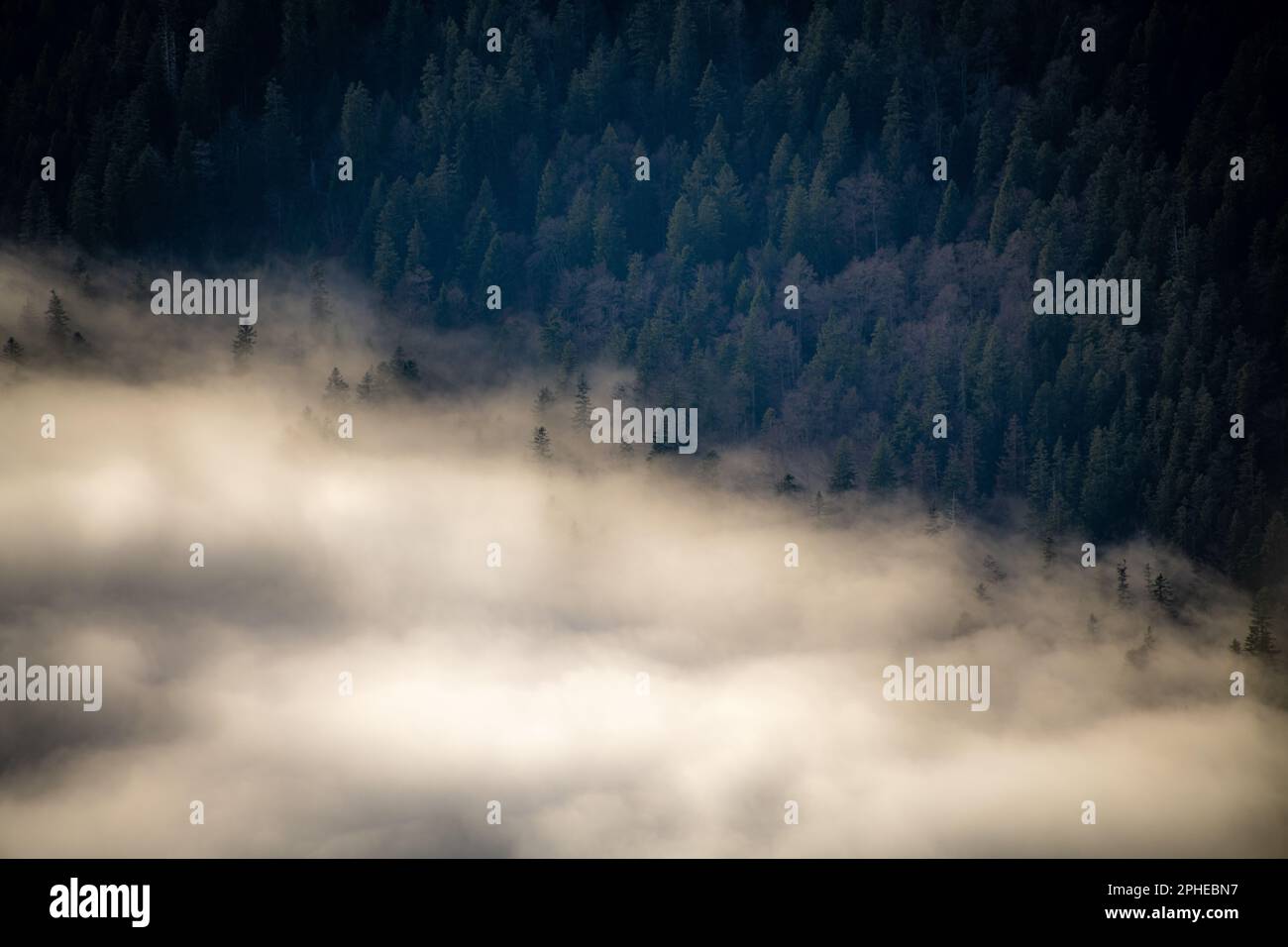 A forest from above immersed in fog Stock Photo - Alamy