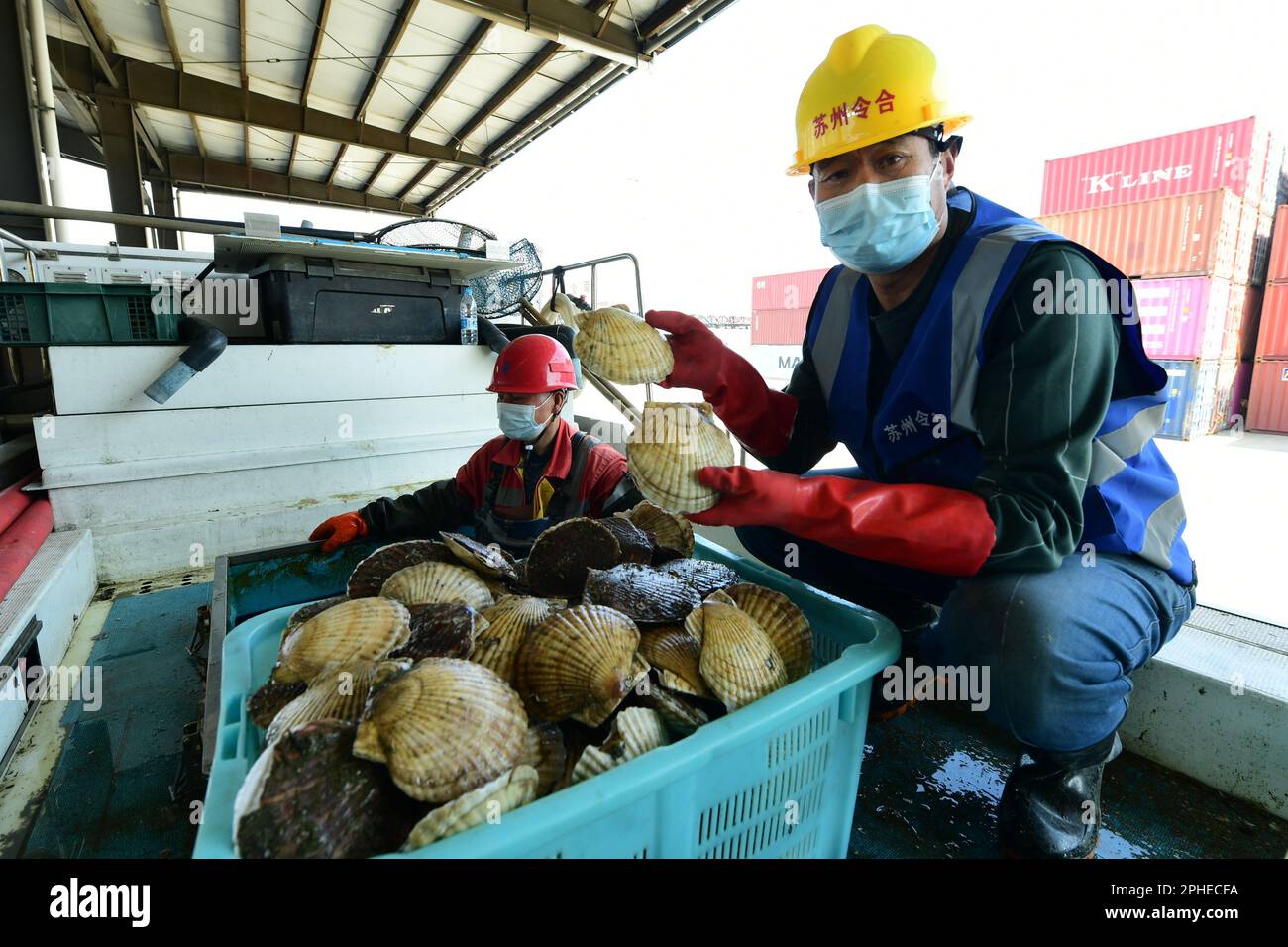 SUZHOU, CHINA - MARCH 28, 2023 - Dock workers sort live scallops and ...