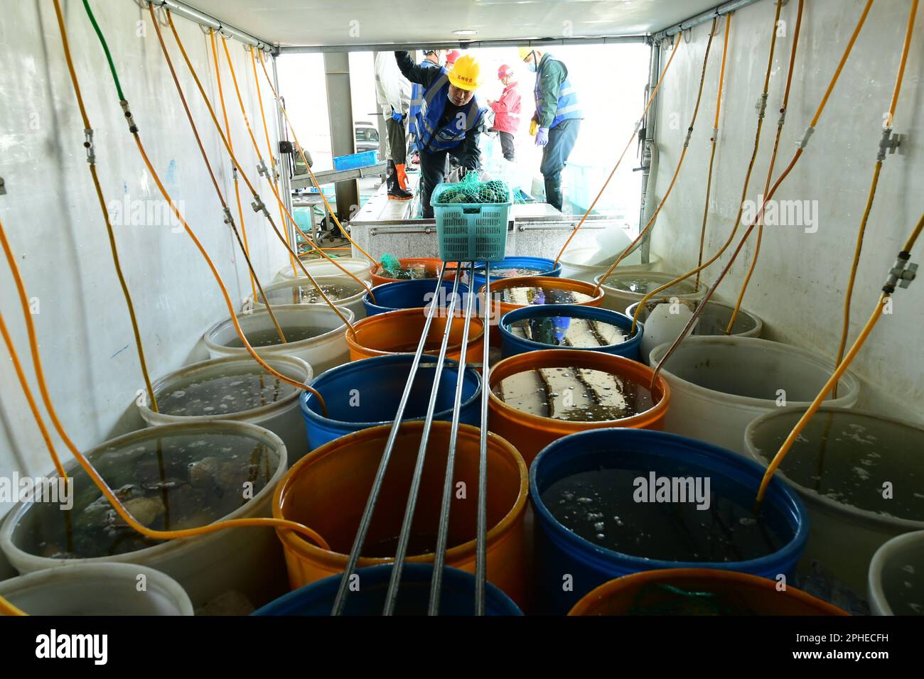 SUZHOU, CHINA - MARCH 28, 2023 - Dock workers sort live scallops and ...