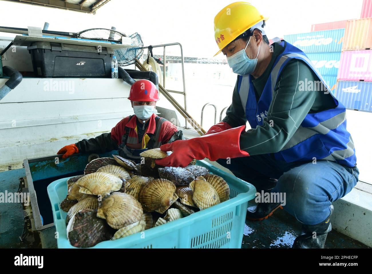 SUZHOU, CHINA - MARCH 28, 2023 - Dock workers sort live scallops and ...
