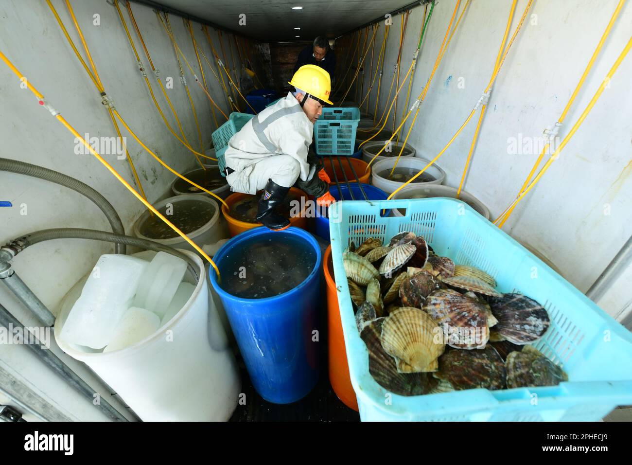 SUZHOU, CHINA - MARCH 28, 2023 - Dock workers sort live scallops and ...