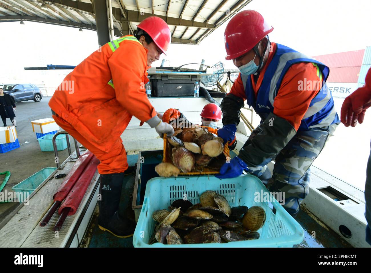 SUZHOU, CHINA - MARCH 28, 2023 - Dock workers sort live scallops and ...