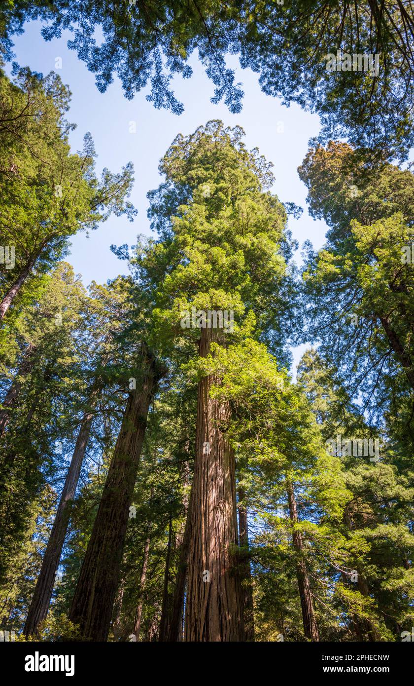 Forest ranger redwoods hi-res stock photography and images - Alamy