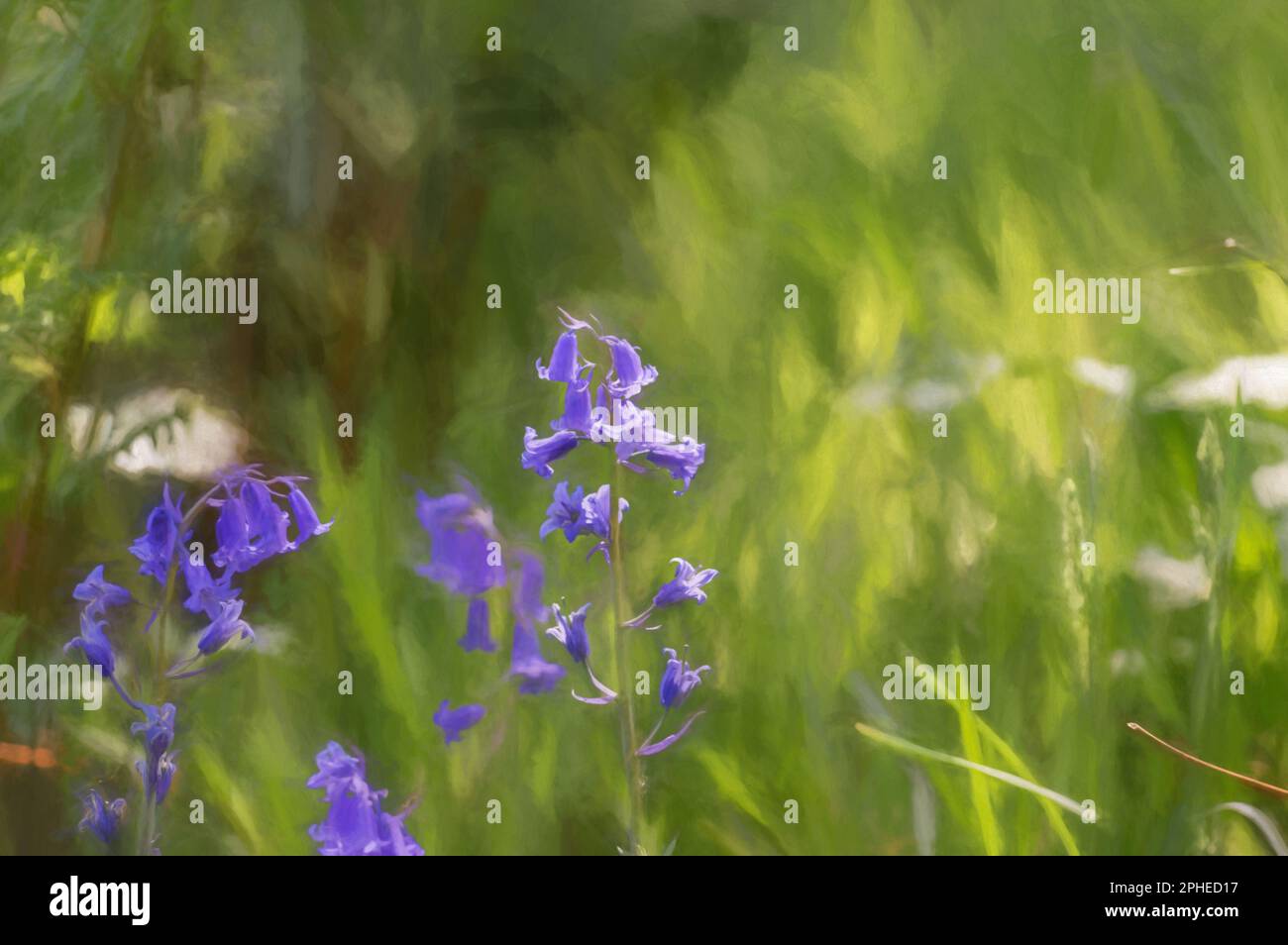Digital painting of brightly colored sunlit purple bluebell flowers ...