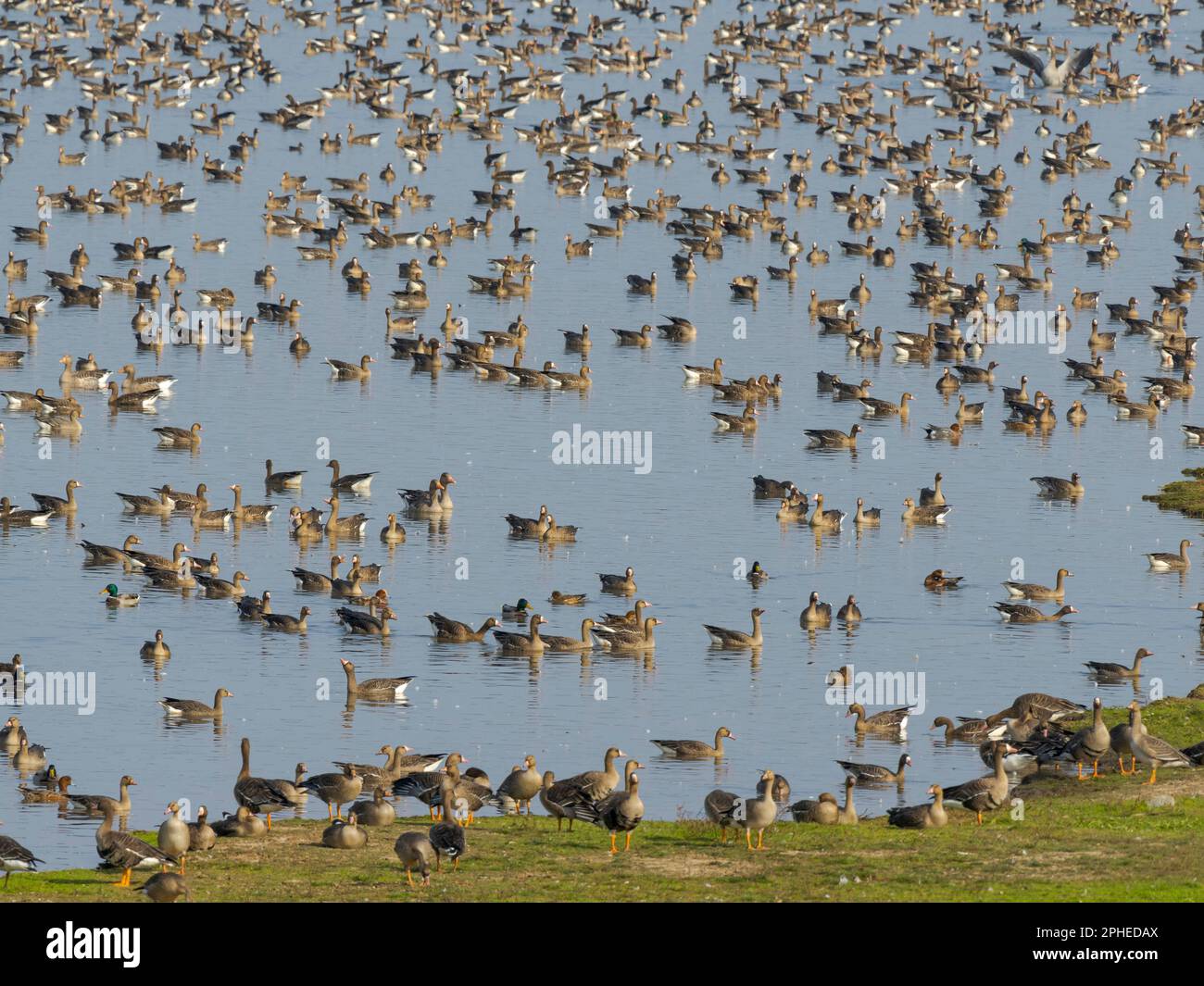 Greylag goose (Anser anser) and Greater white-fronted goose (Anser ...