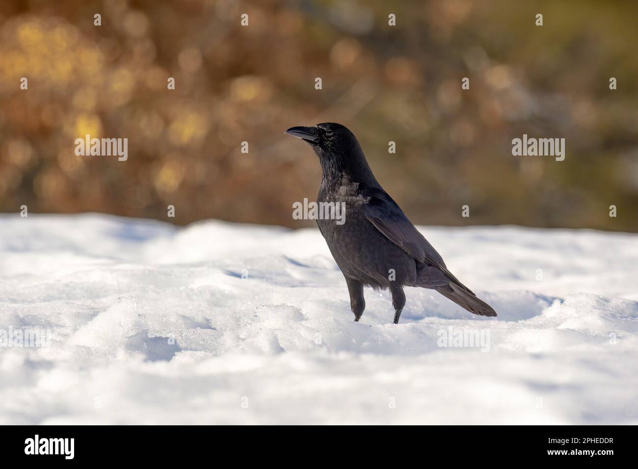 Side view of black raven standing on snow covered ground in winter over ...