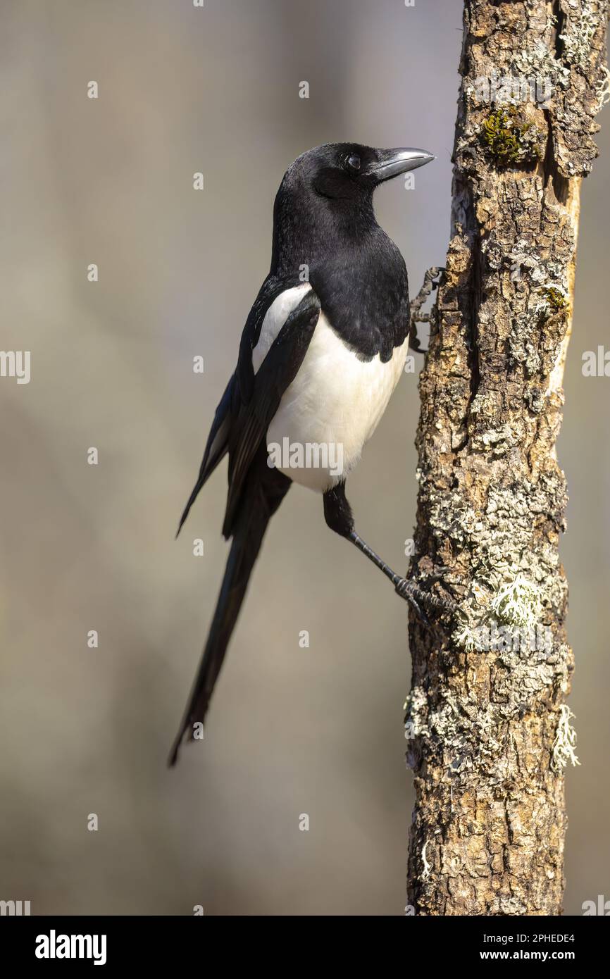 Closeup of little magpie bird in black and white feather with peak ...