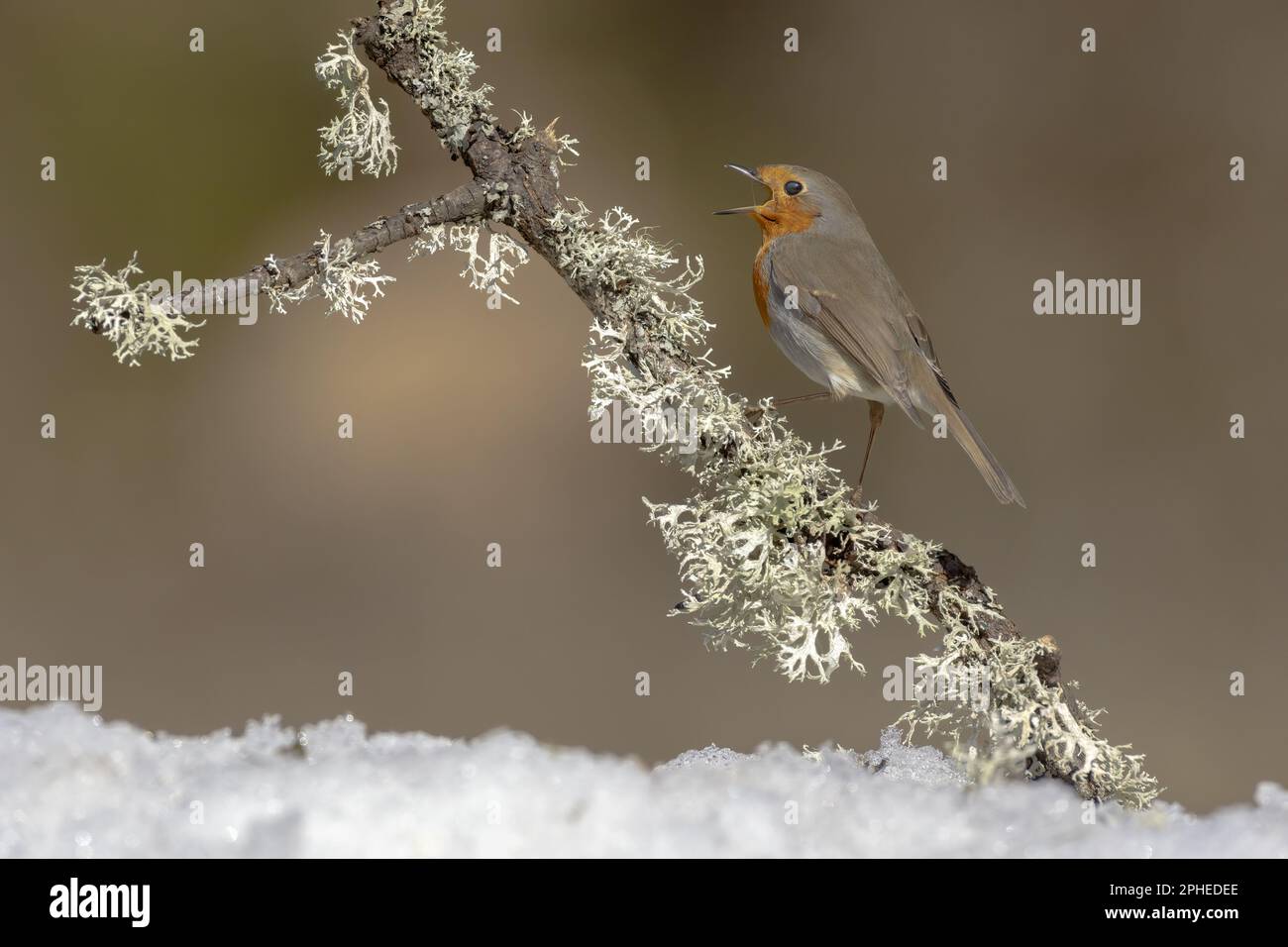 Side view of robin bird with open beak sitting on budding tree branch ...