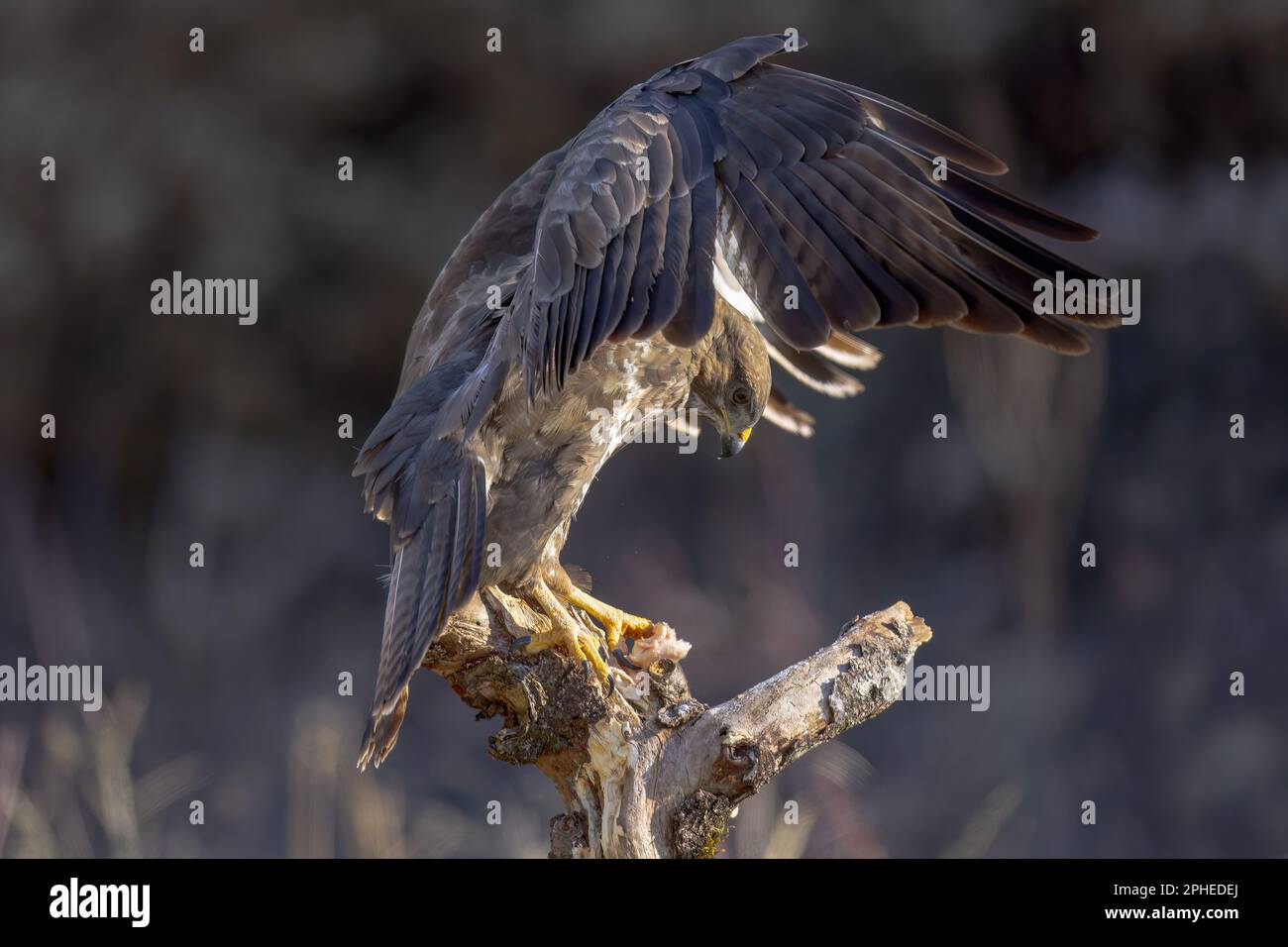 Side view of predatory buzzard hawk with ornamental plumage and pointed ...