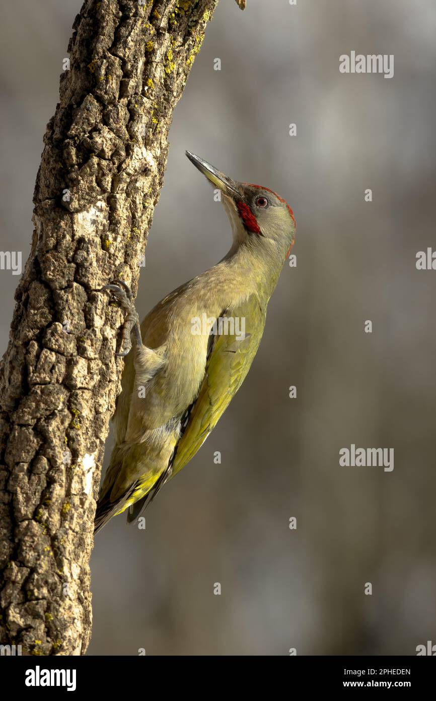 Adorable Picus viridis bird with green plumage and red cap sitting and ...