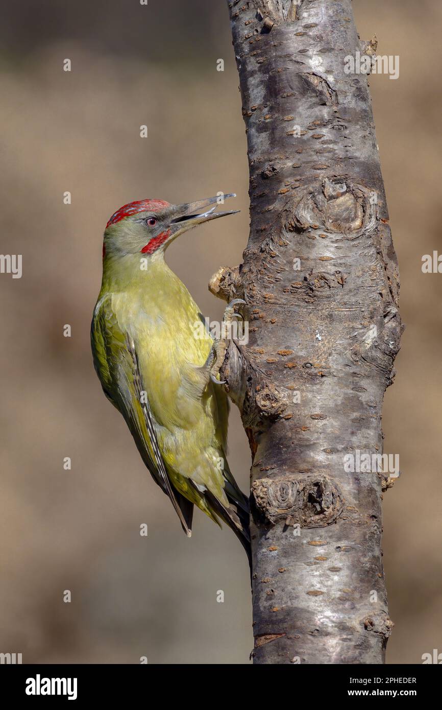 Adorable Picus viridis bird with green plumage and red cap sitting and ...