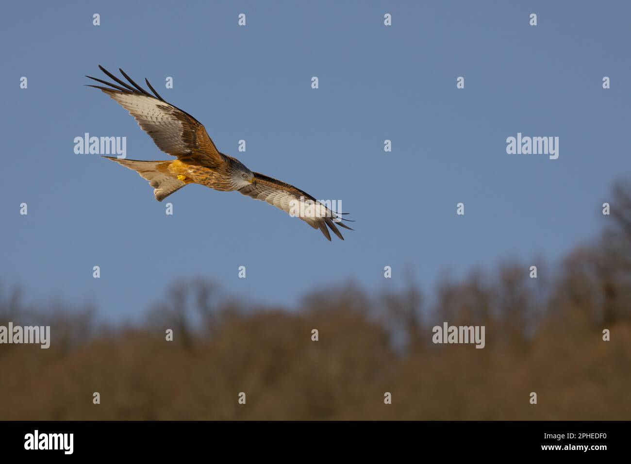 From below view of flying red kite bird with ornamental plumage soaring ...