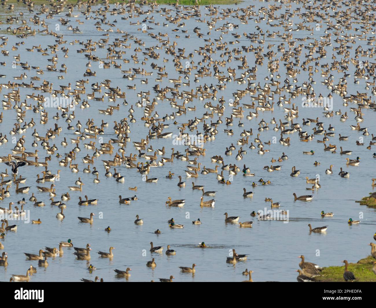 Greylag goose (Anser anser) and Greater white-fronted goose (Anser ...