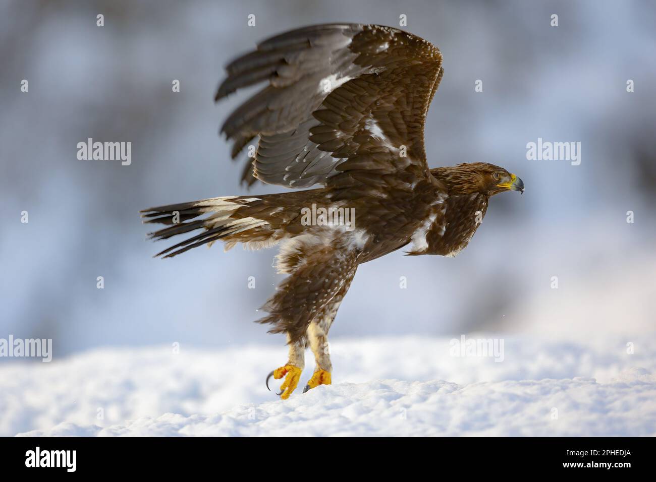 Wild Aquila chrysaetos predatory bird with brown plumage walking on ...
