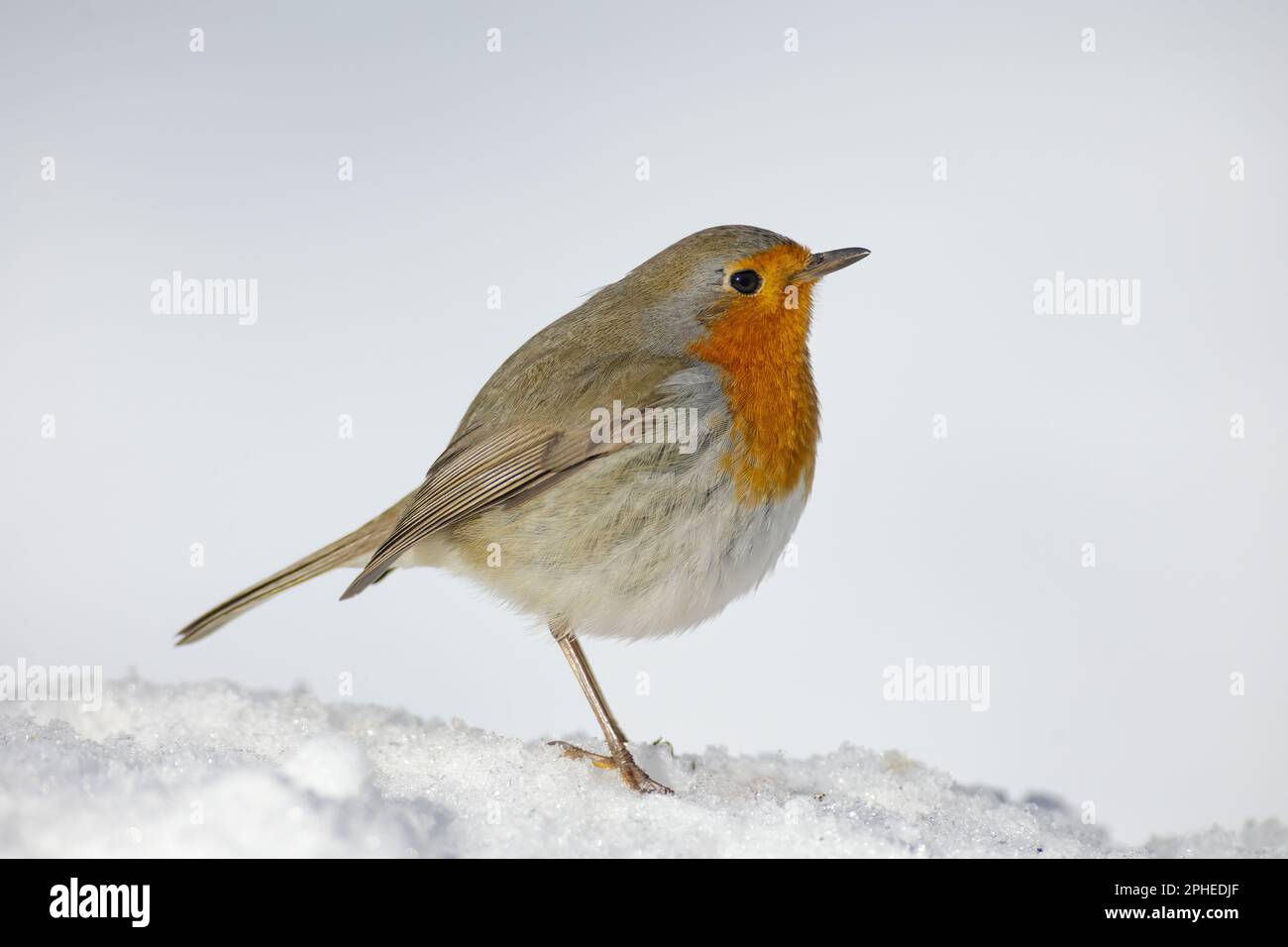 Closeup side view of little cold robin bird standing on snowy terrain ...