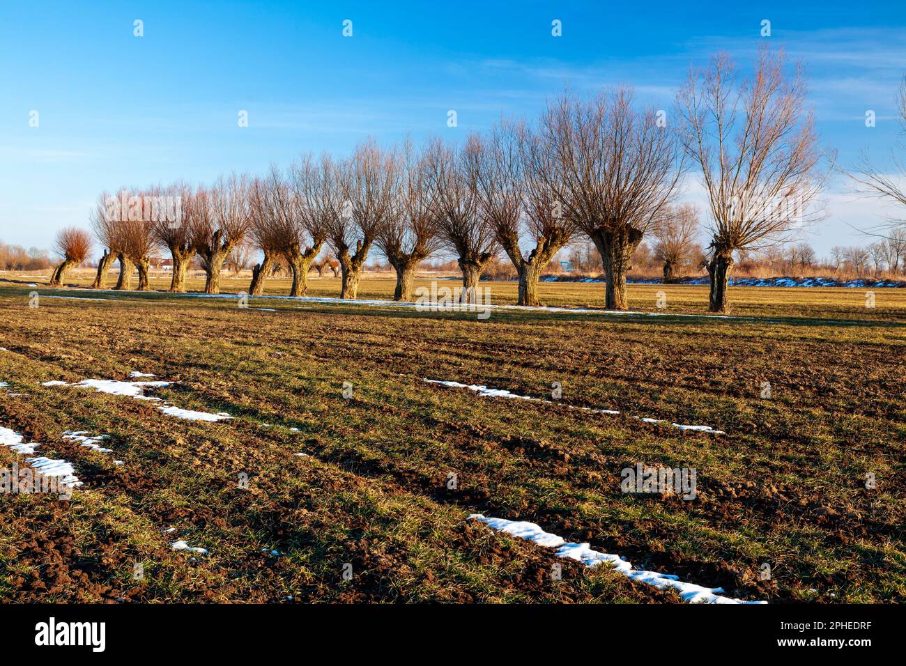 Old willows in hoarfrost hi-res stock photography and images - Alamy
