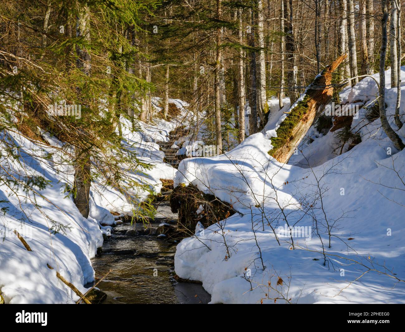 Forest near creek Grosse Ohe. NP Bavarian Forest during winter. Europe ...