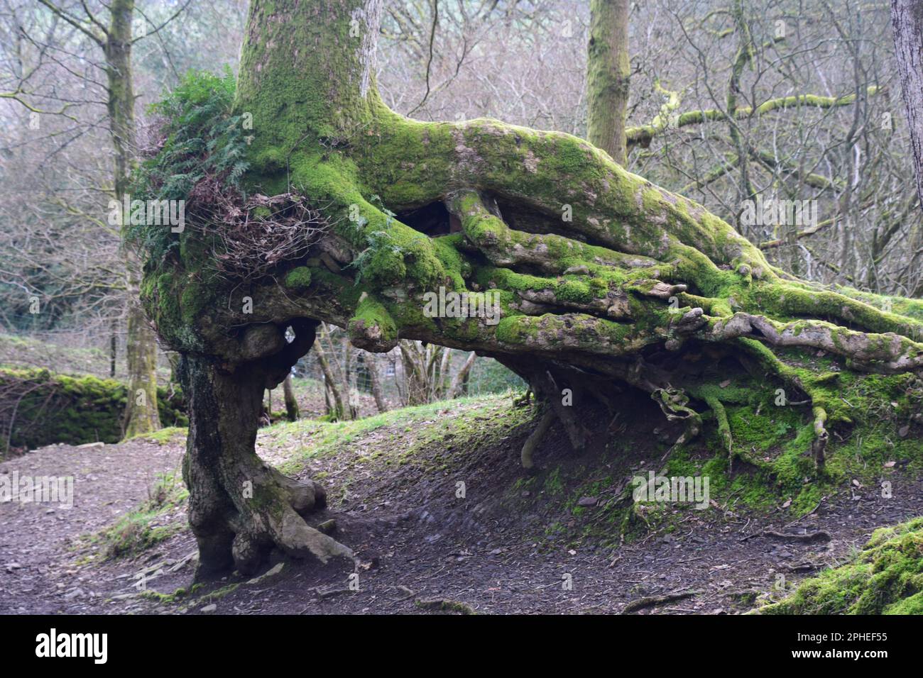 A beautiful walk through and above Dent dale in the western Yorkshire ...