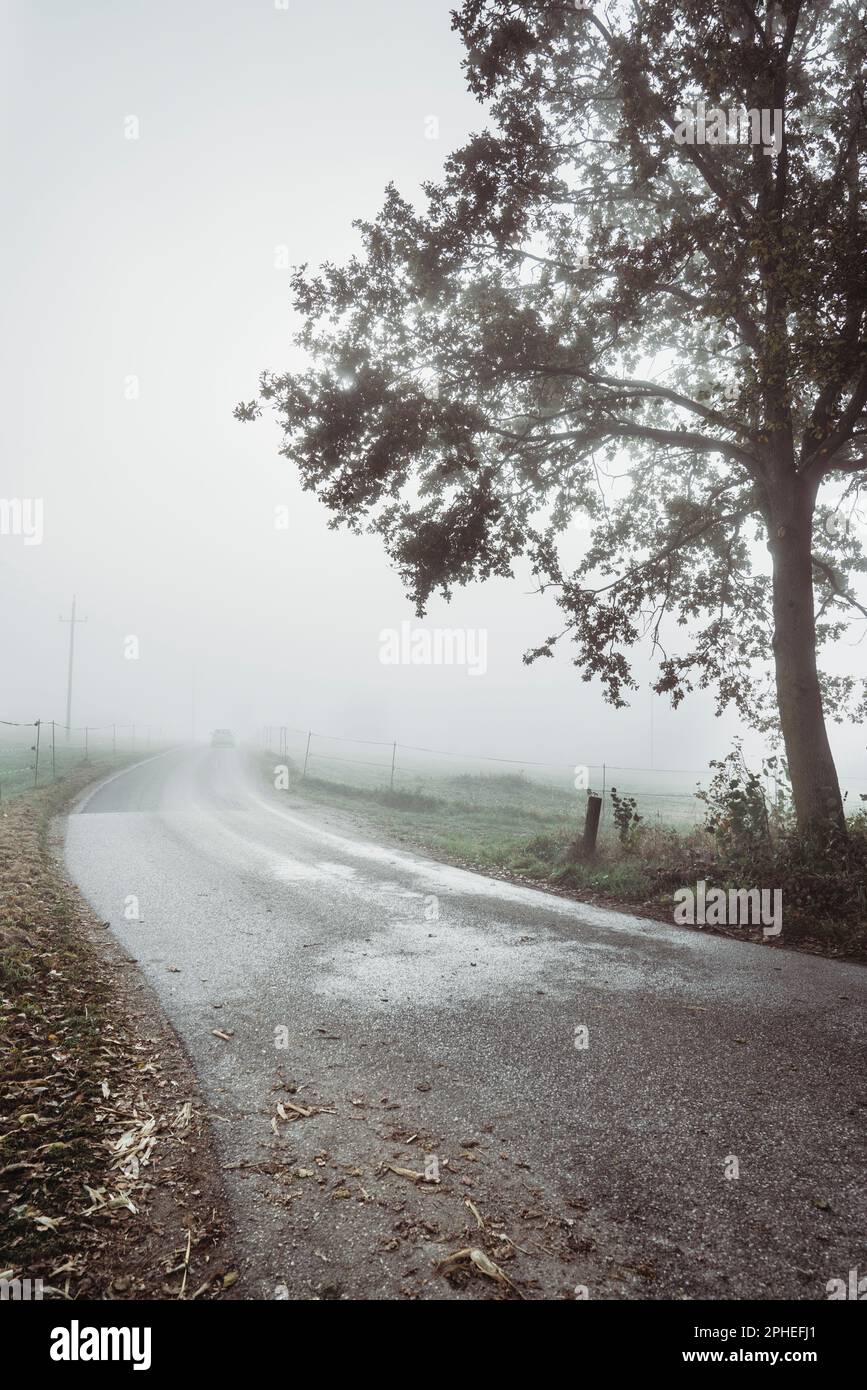 Empty rural road passing by forest on foggy day Stock Photo - Alamy