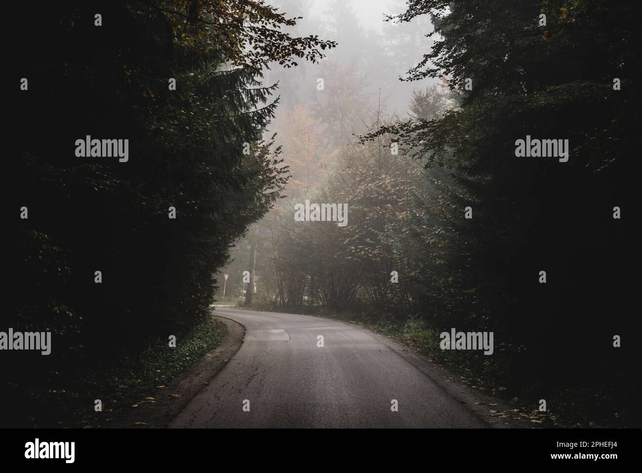 Empty rural road passing by forest on foggy day Stock Photo - Alamy