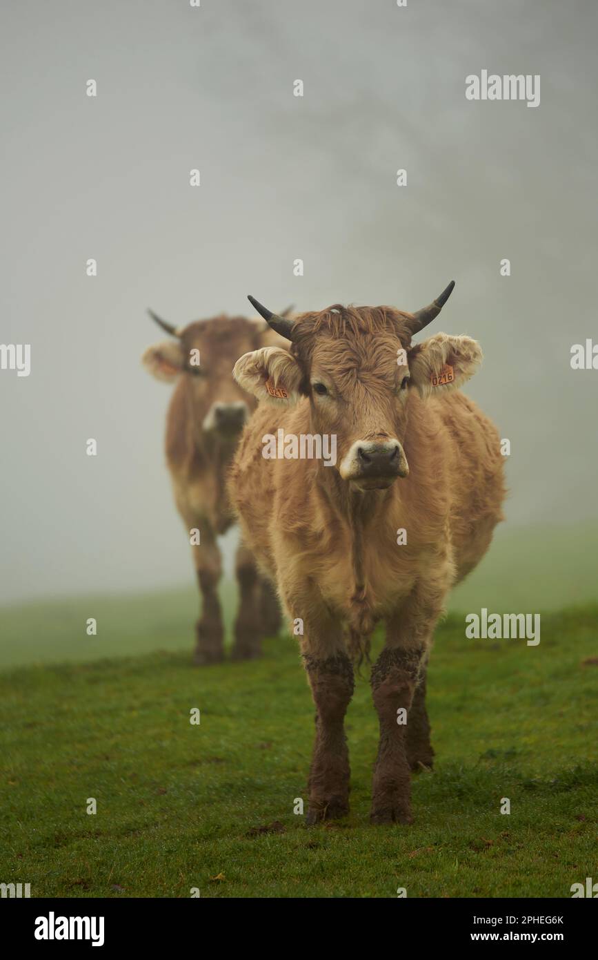 Cows in the fog Stock Photo - Alamy
