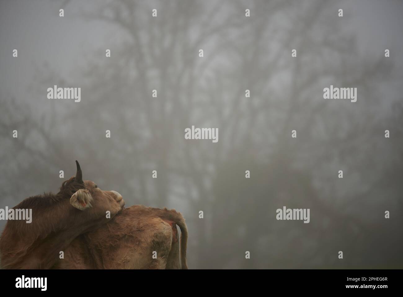 Sleepy cow hi-res stock photography and images - Alamy