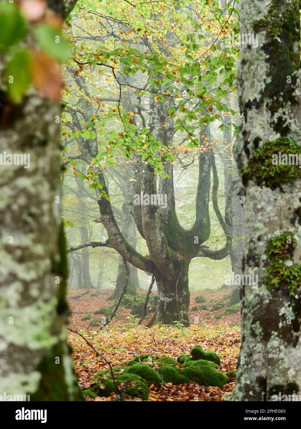 Magestic tree hi-res stock photography and images - Alamy