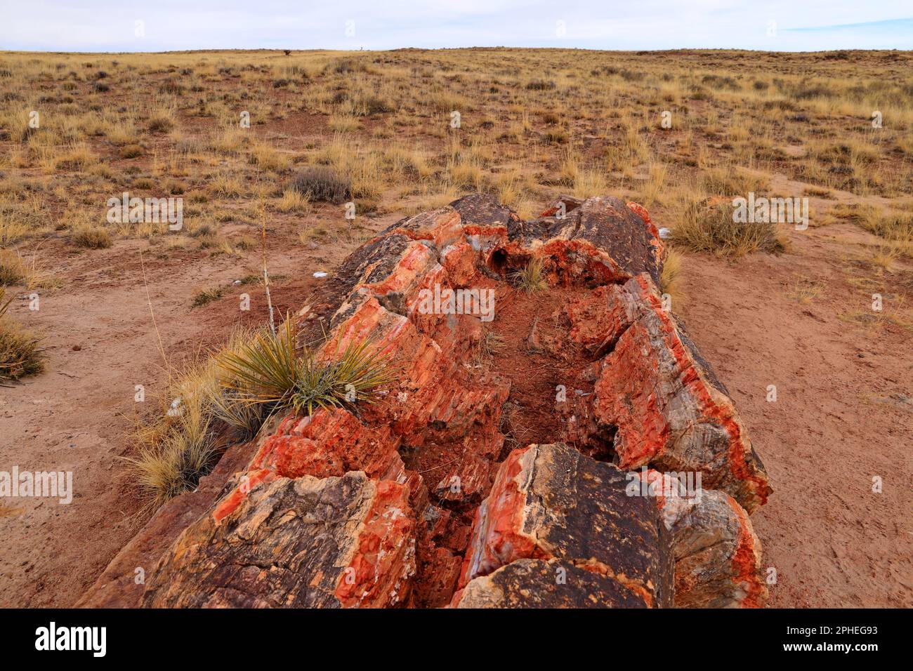 Petrified Forest National Park, a natural attraction place with many ...