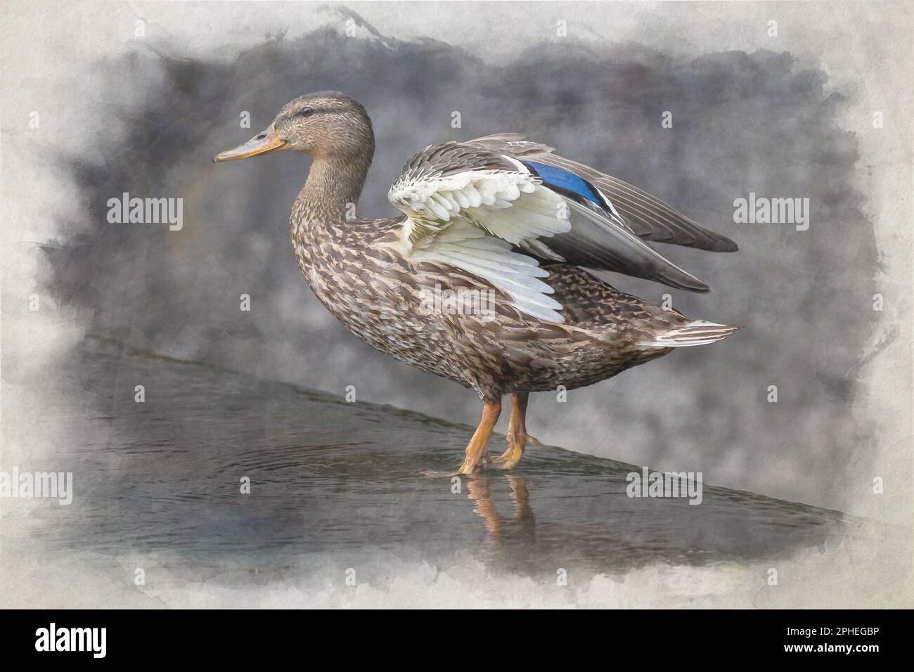 A digital watercolour painting of a female mallard dabbling duck, anas ...