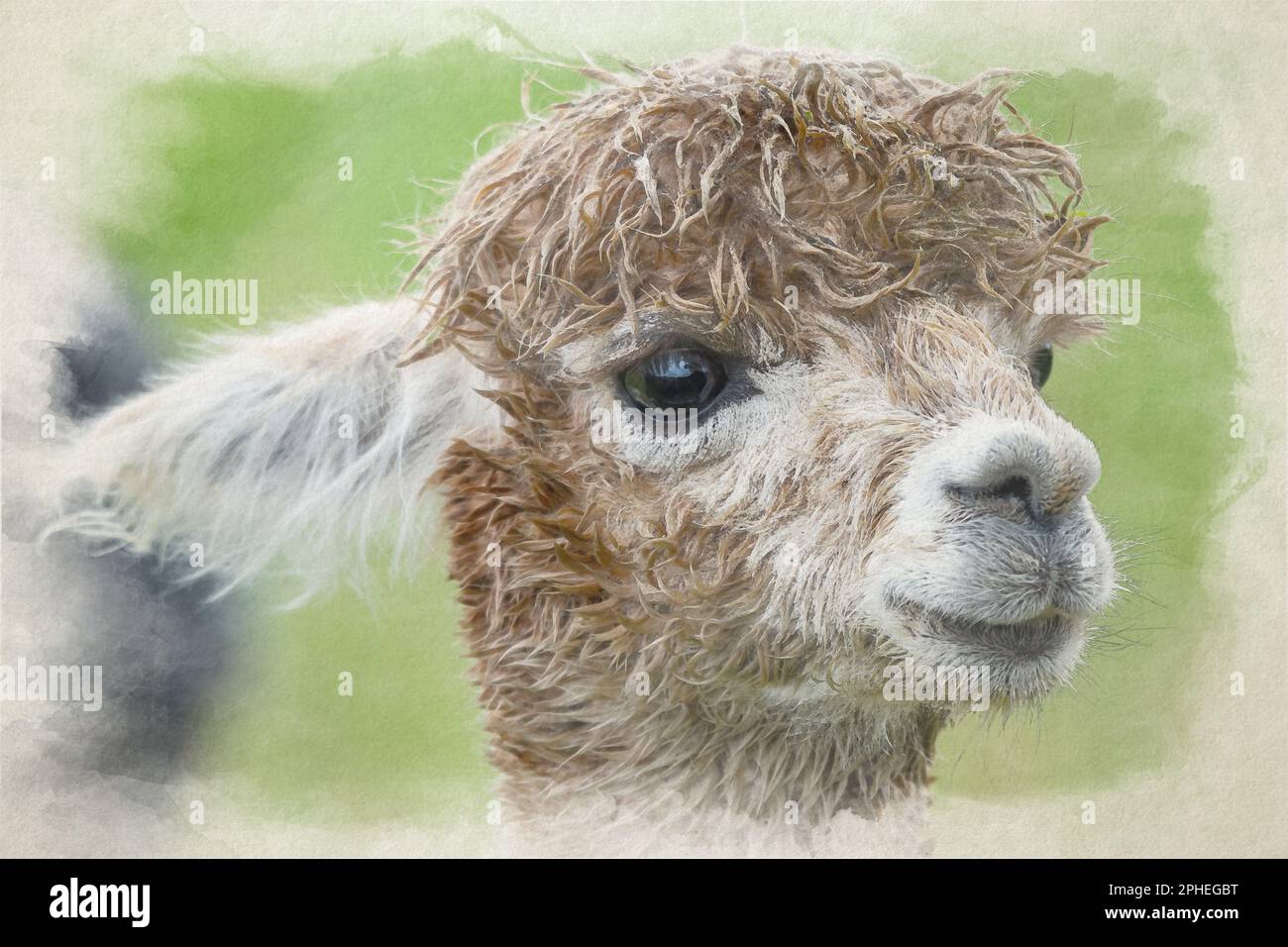 Digital watercolour painting of a closeup portrait headshot of an ...