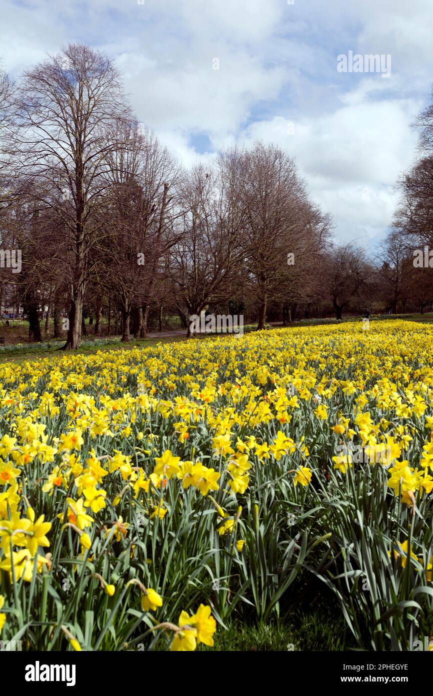 Daffodils in spring, York Walk, Leamington Spa, Warwickshire, England ...