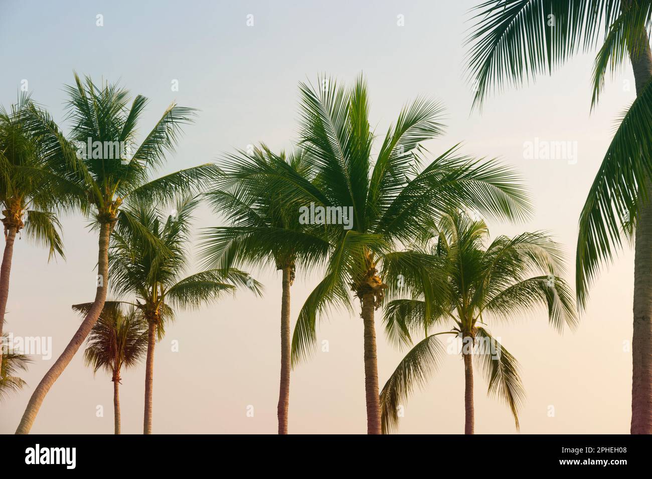 Coconut Palm Trees Bottom Up View in Backlit Stock Photo - Alamy