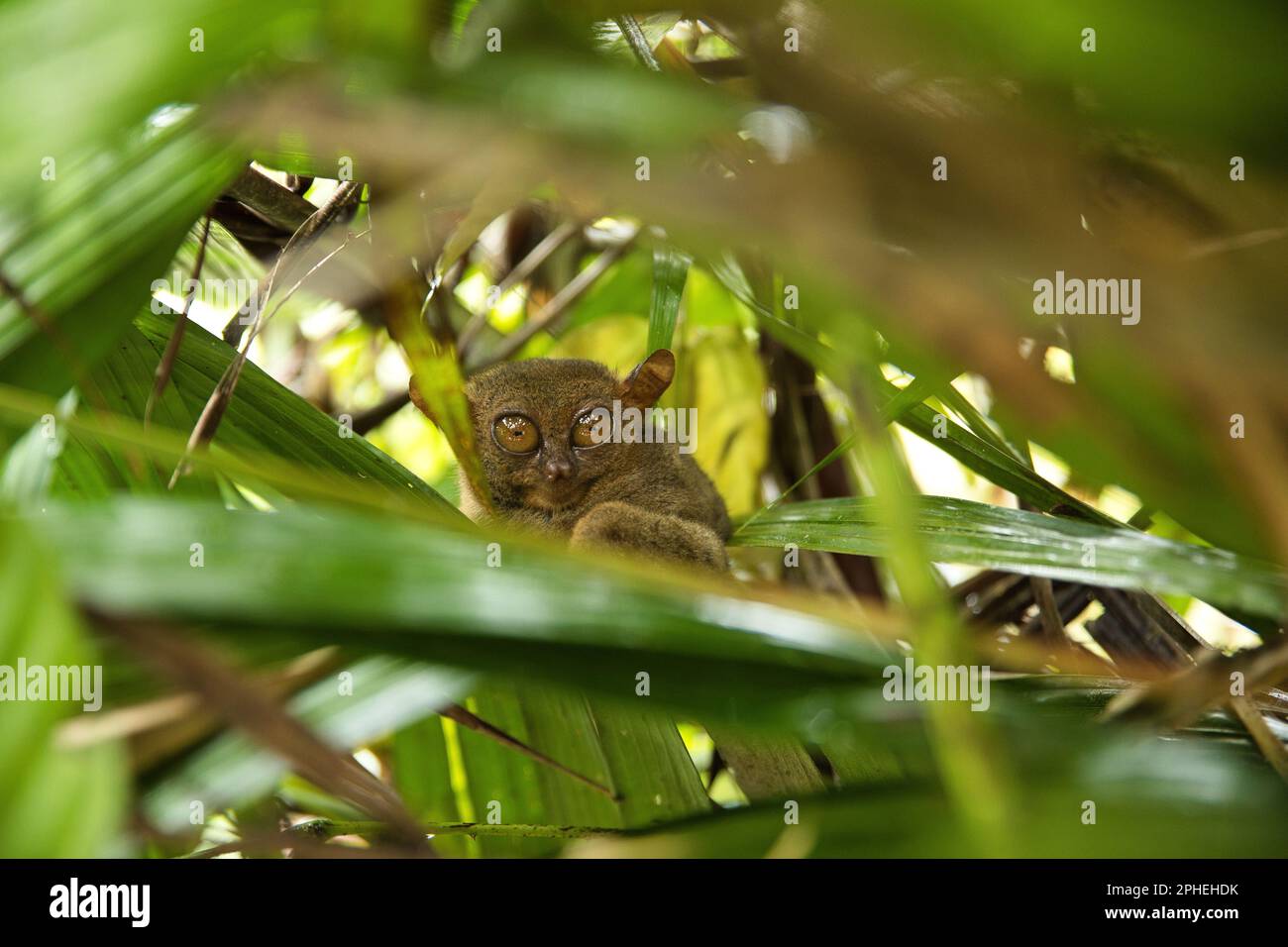 Full body shot of a tarsier sitting somewhat hidden between leaves, his ...