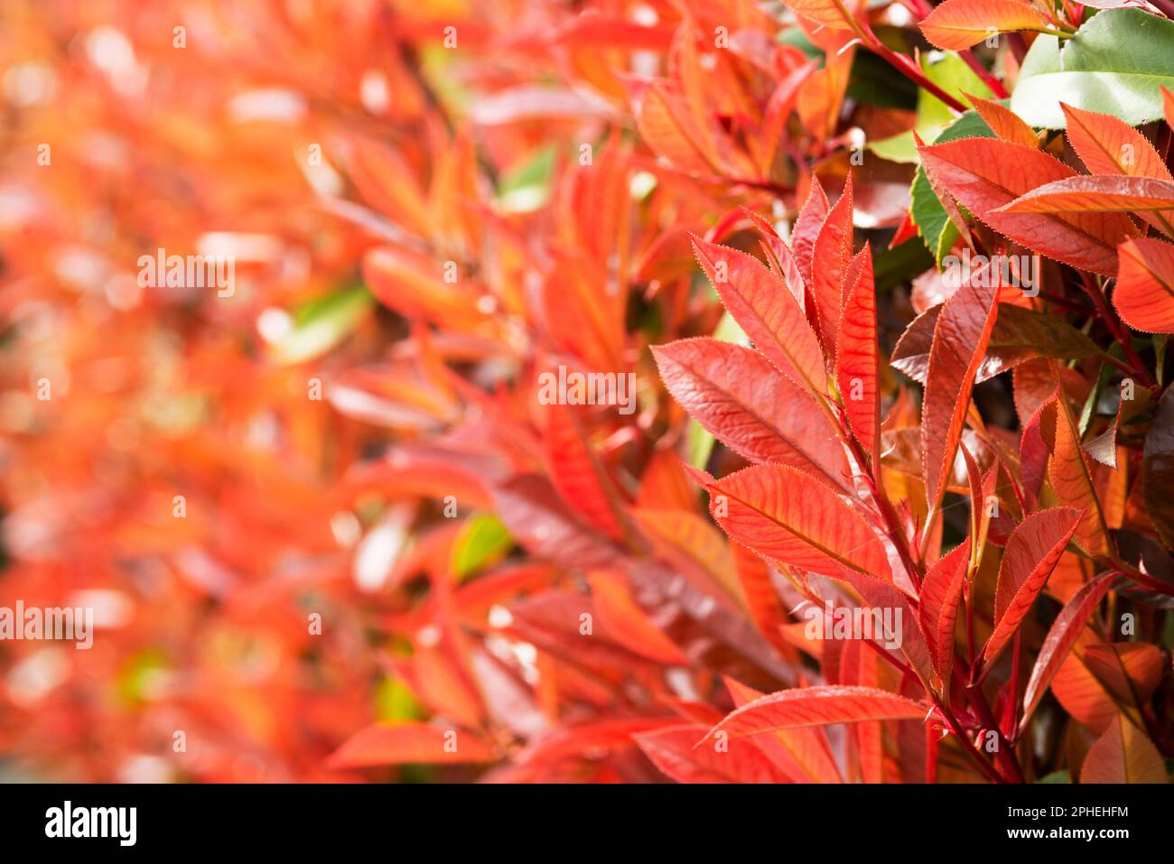 Leaves From a Photinia Red Robin Bush Stock Photo - Alamy