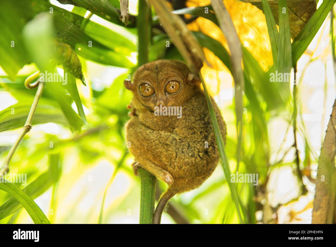 Full body close up of a tarsier holding on to a thin trunk, its big ...