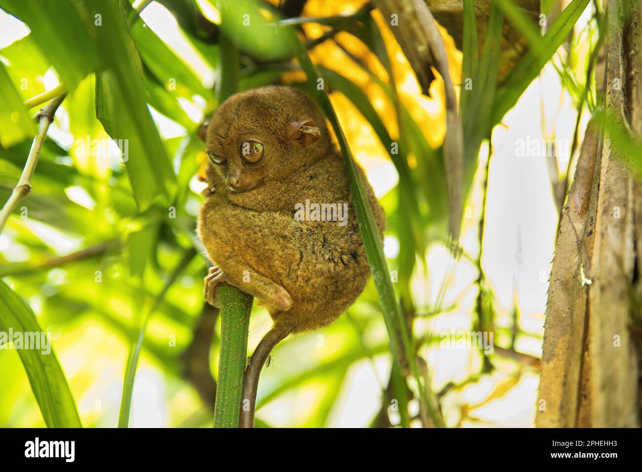 Tarsier Eyes Up Close