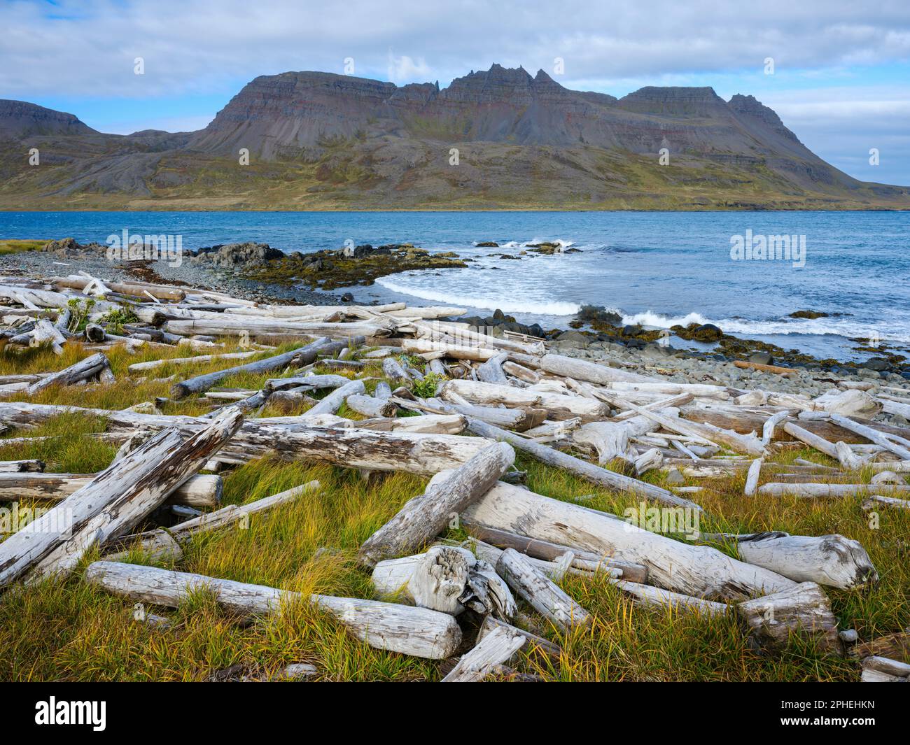 Driftwood from Sibiria. The Strandir in the Westfjords (Vestfirdir) in ...