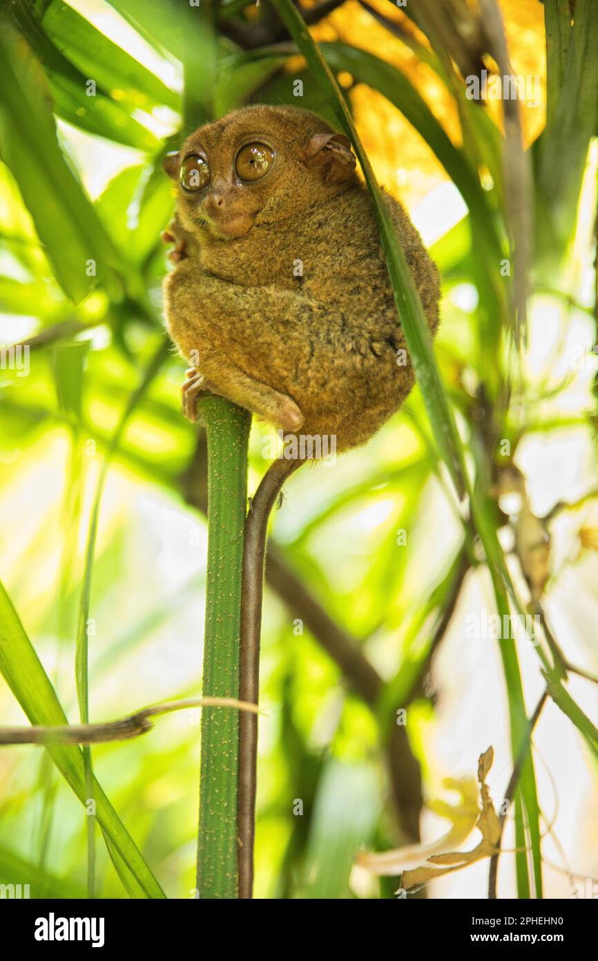 Tarsier Eyes Up Close