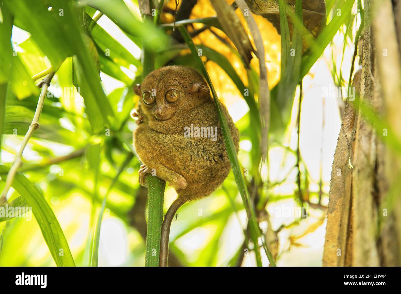 Full body close up of a tarsier holding on to a thin trunk, its big ...