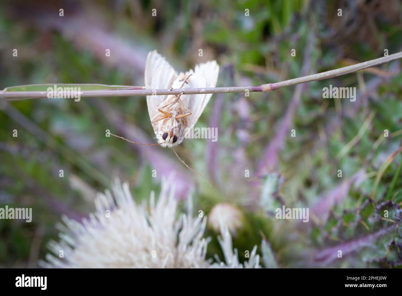 Moth hanging head down on a blade of grass Stock Photo - Alamy