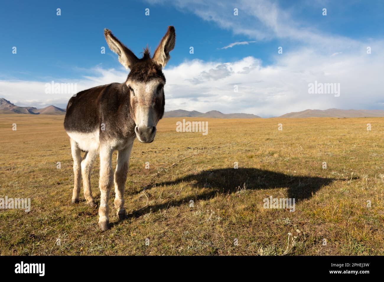 Single donkey in a camp in Song Kul, Kyrgyzstan Stock Photo - Alamy